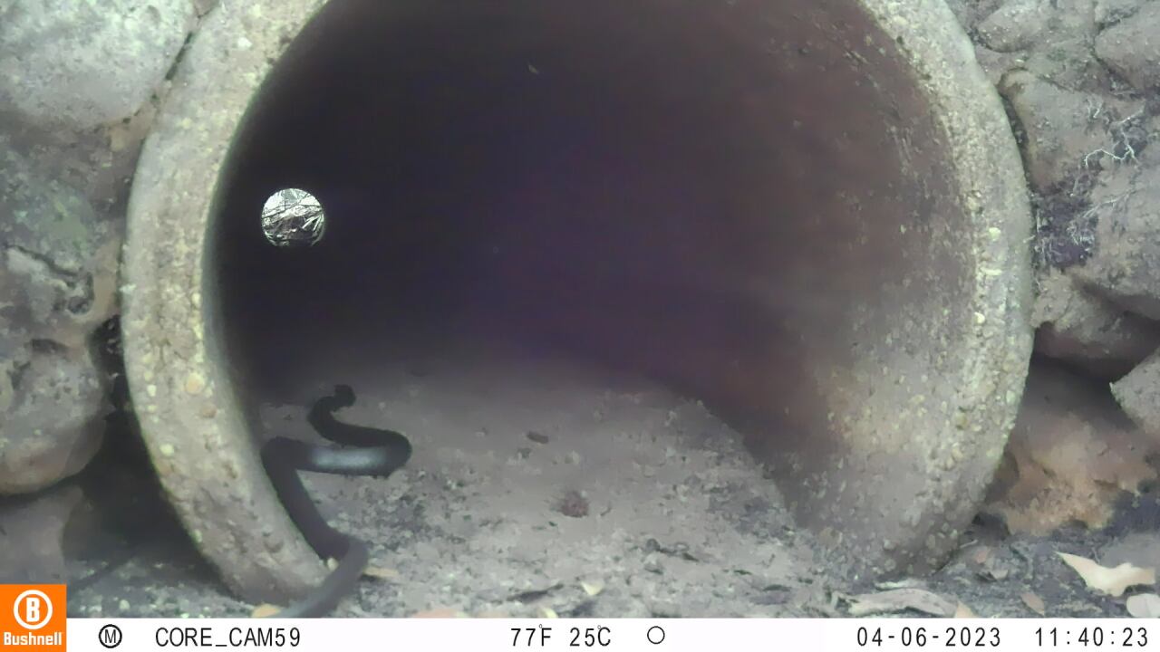 Gators, bats, and other animals adapt to urbanization by dwelling in ...