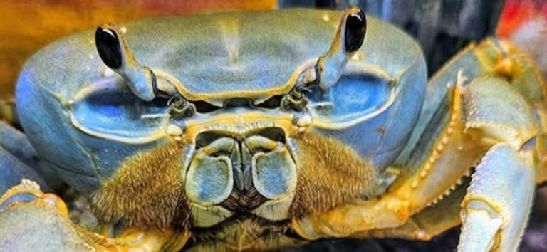 TikTok Mourns The Sudden Passing Of Beloved Howie The Crab