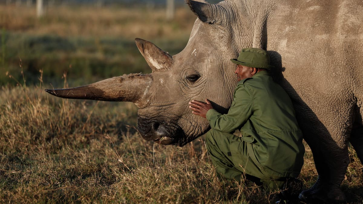 Najin et Fatu, seules au monde: Comment sauver les dernières rhinocéros blancs du Nord sur Terre?