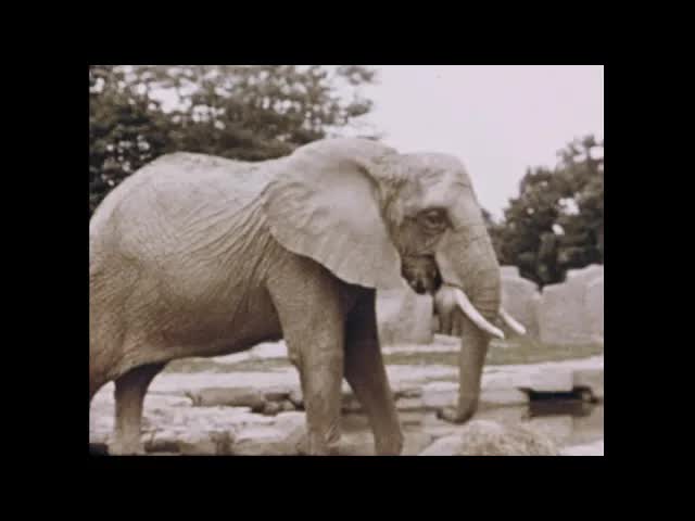 Animal Diets: Exploring the Wild World of Plant Eaters and Meat Eaters