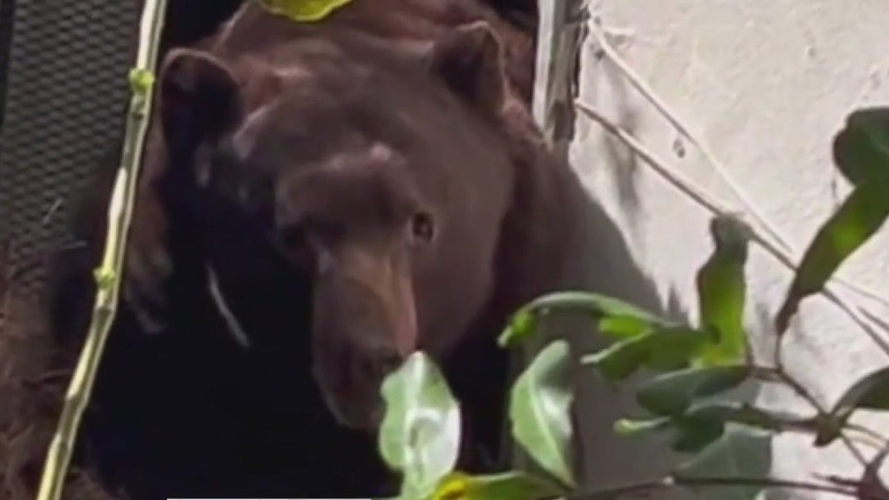 Massive bear makes home in crawlspace of Pasadena home damaged by Eaton ...