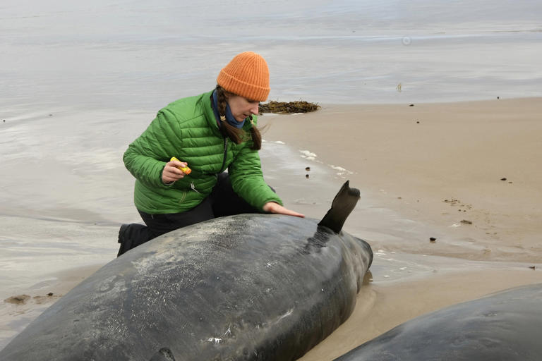 Experts give up hope for 157 false killer whales stranded on a beach in ...