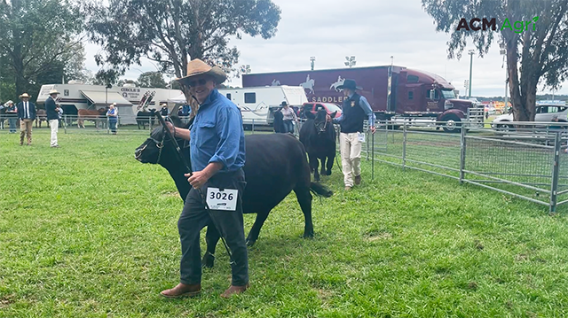 Canberra Royal 2025 steer judging