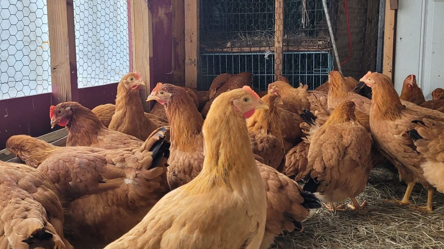 Protecting backyard flocks as bird flu spreads