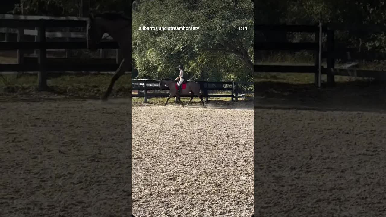 Horseback Riding Practice Session