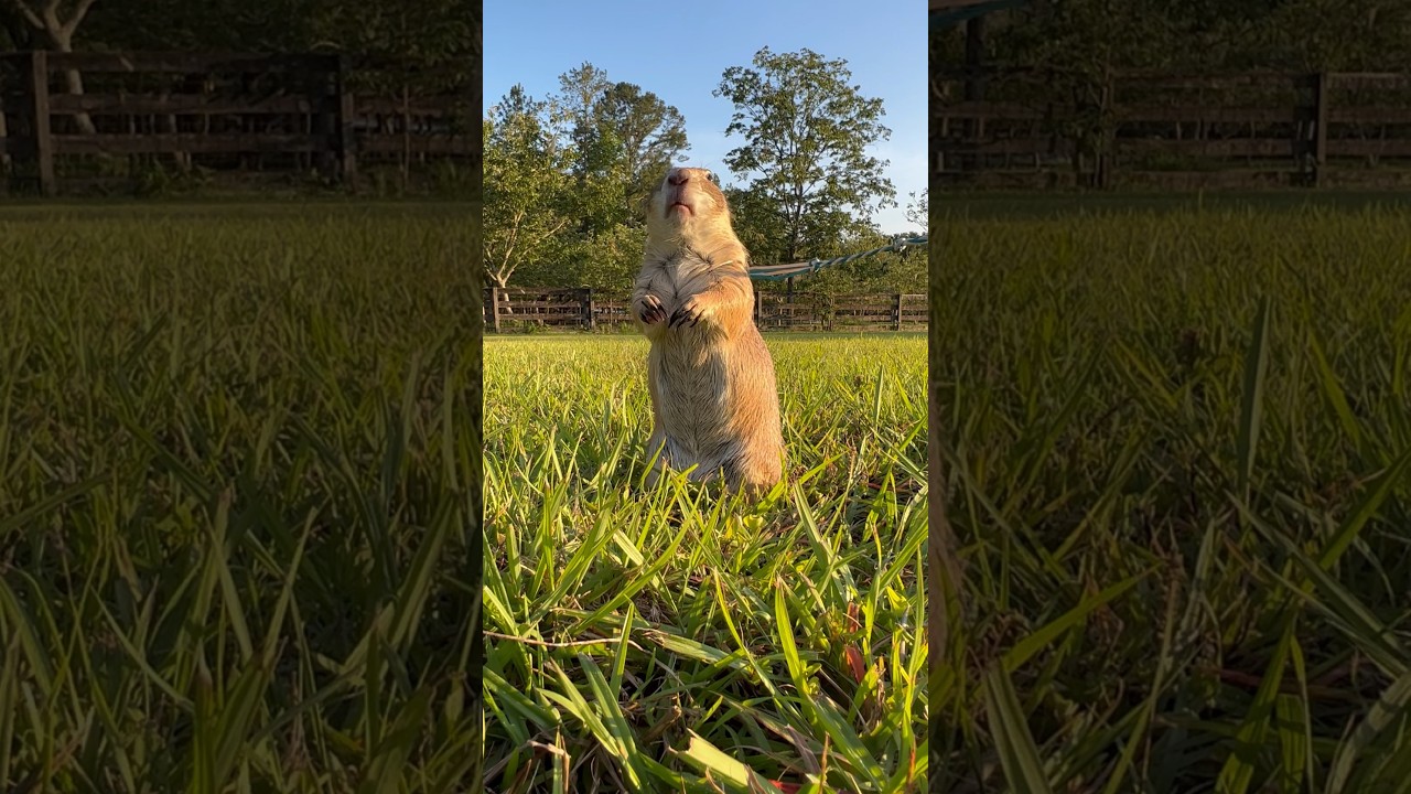 Golden Hour on the Prairie Farm