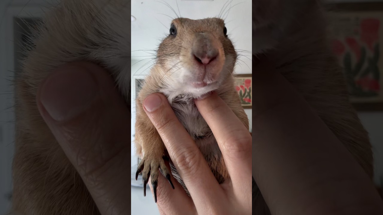 These wahoos from a prairie dog never get old
