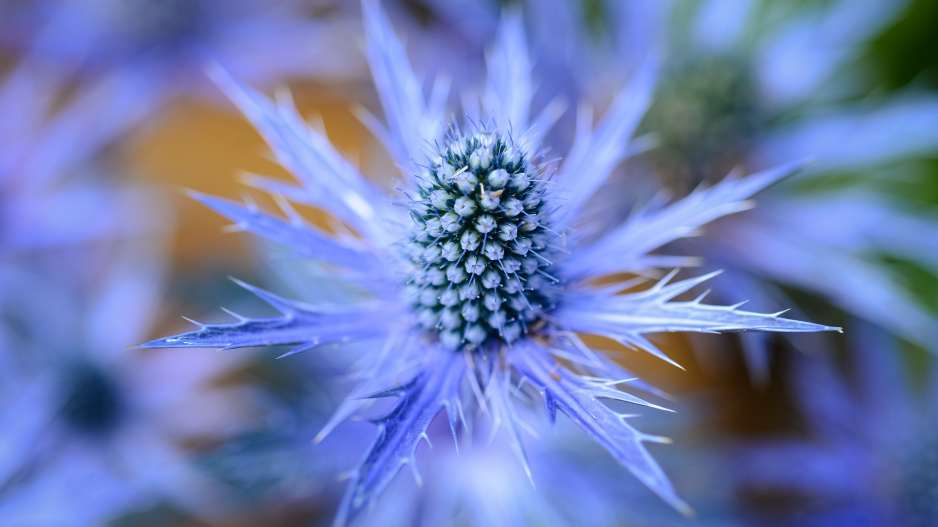 Máčka je ten nejkrásnější „bodlák“, který na zahradě musíte mít: Tohle ...