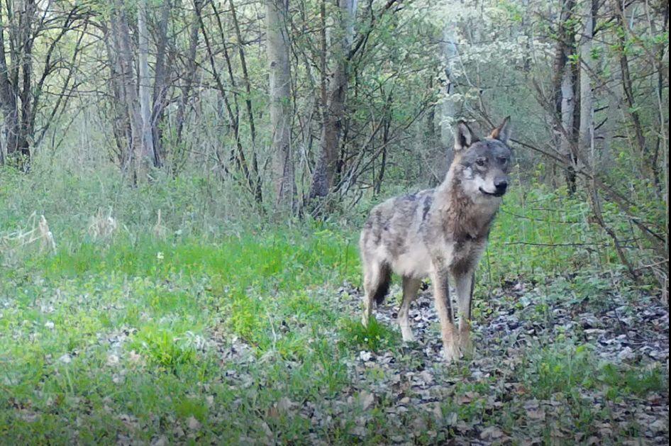 "Un predatore schivo che teme l’uomo. Quando ci vede fugge"