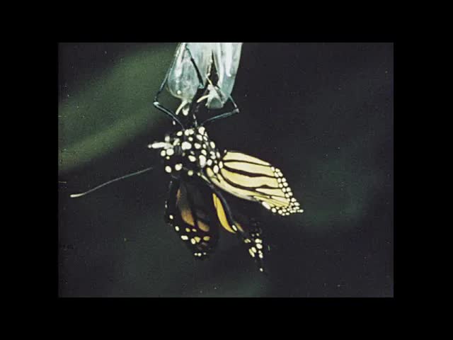 Adorable Animal Babies: Puppies, Chicks & More!