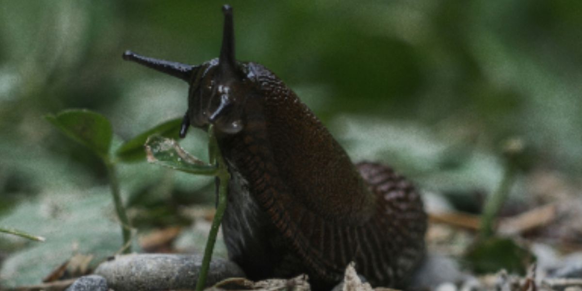 Sorry, What? Most Slugs Secretly Have 'Shells'