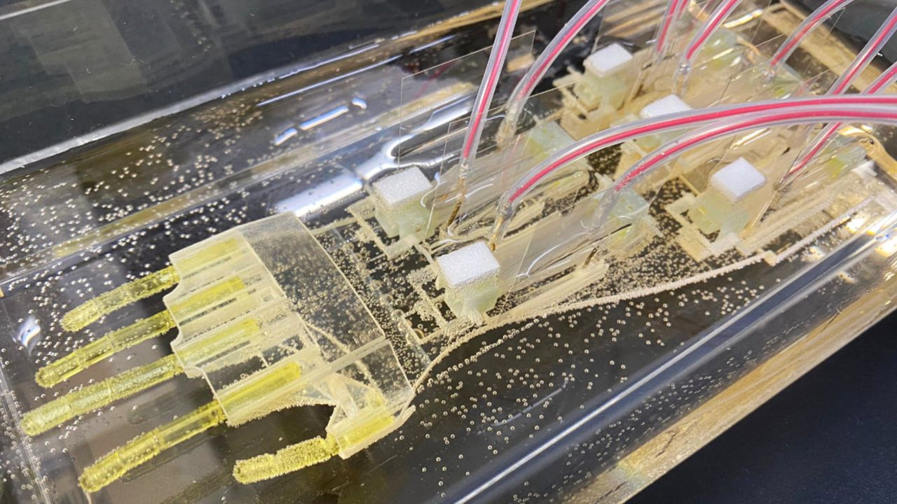 Terminator-like hand built using lab-grown muscle tissue in Japan