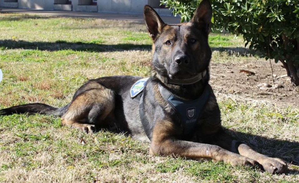 K9 Max helps RBPD in arrest