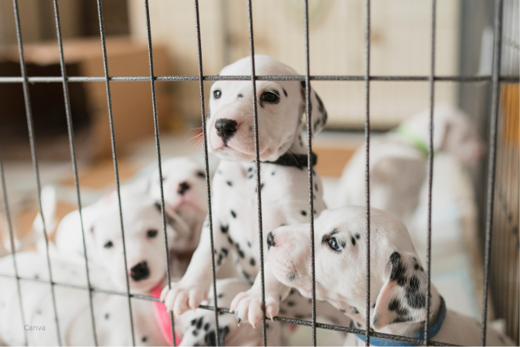 Breed Bankruptcy: When the Pursuit of Perfection Leaves Dogs Homeless