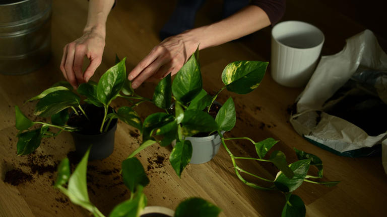 How to care for a pothos plant: an expert guide on looking after this ...