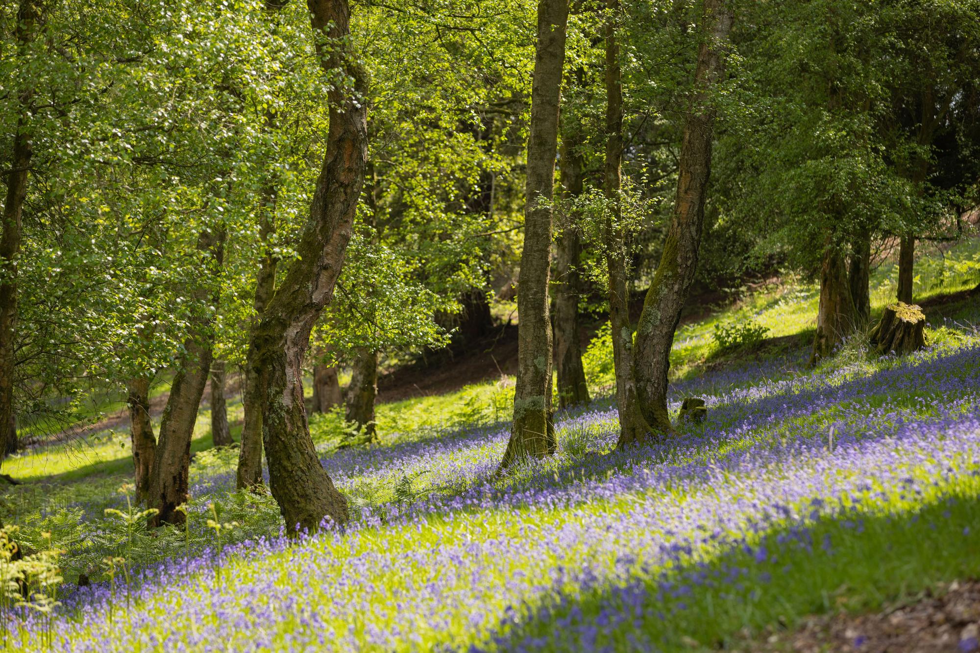 Sussex pooches have bathtime all washed up, with launch of a new pet ...