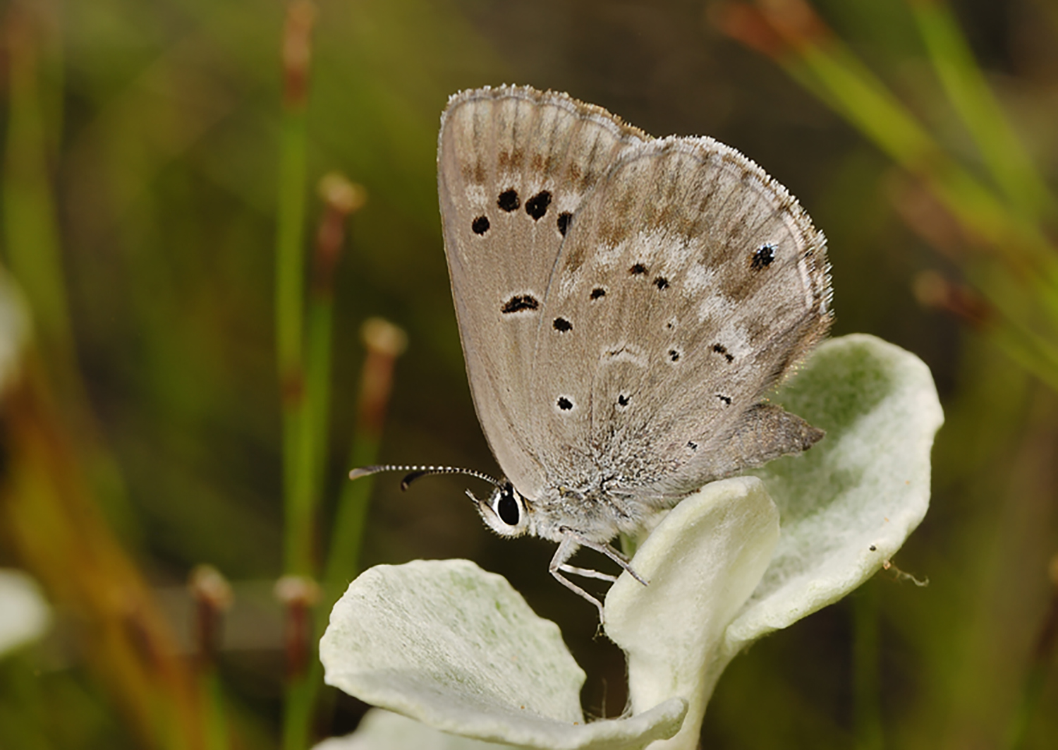 How a fire undid decades of conservation and led to the likely ...