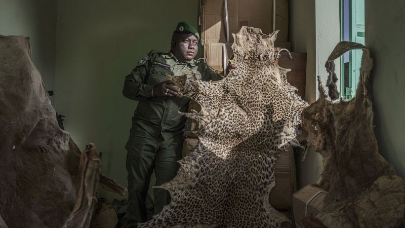 Sénégal : la survie des grands félins à l'épreuve des croyances et ...
