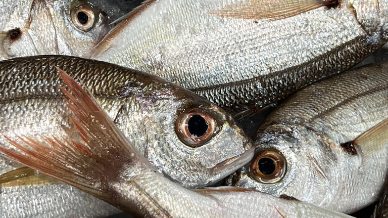 Why Some Consider Fish Eyes A Delicacy (And Maybe You Should Too)