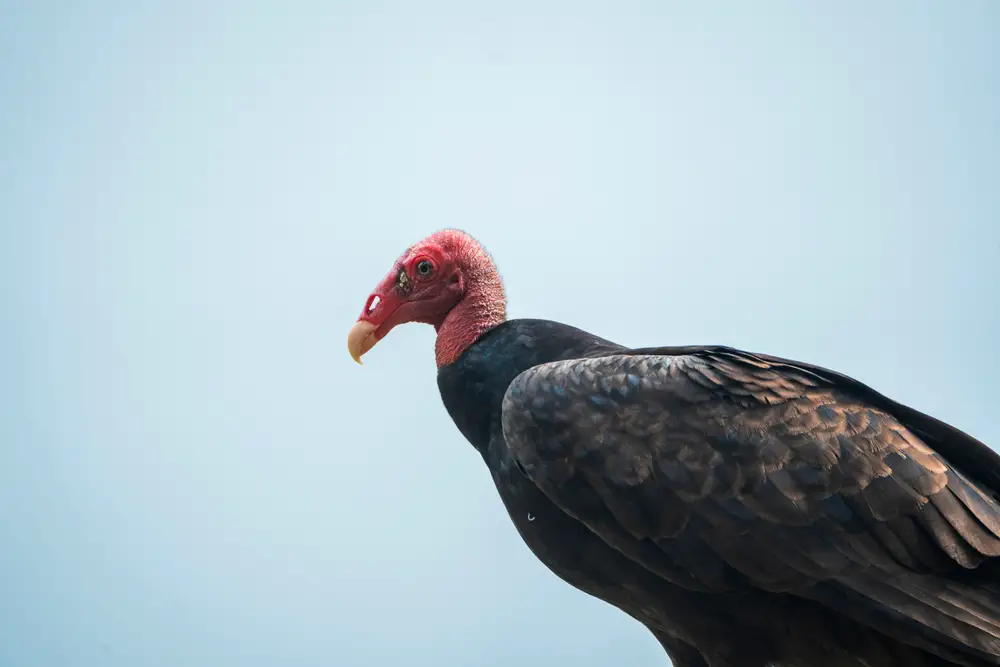10 Fascinating & Stomach Turning Facts About Vultures You May Or May ...