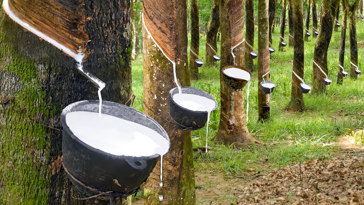 Inside Massive Plantation Extracting Tons of Rubber Latex From Trees