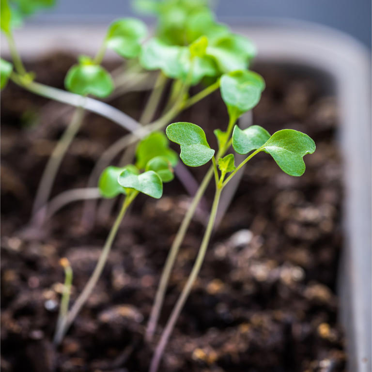 Why are my seedlings leggy? Experts reveal the most common cause — and ...