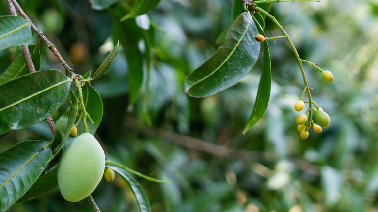 The Small Mango Tree Variety You Can Grow Indoors For Spring Fruit