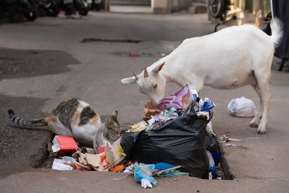 8 U.S. Cities with the Most Litter—and the 8 Cleanest, Ranked