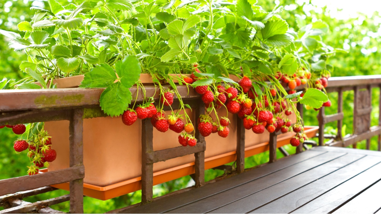 How to Get Strawberry Plants for Free, Forever