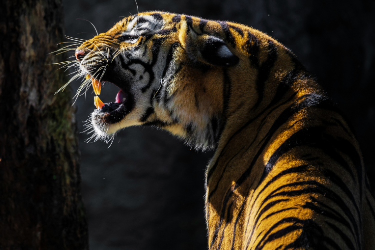 Animals That Have Outsmarted and Even Hunted Humans Throughout History