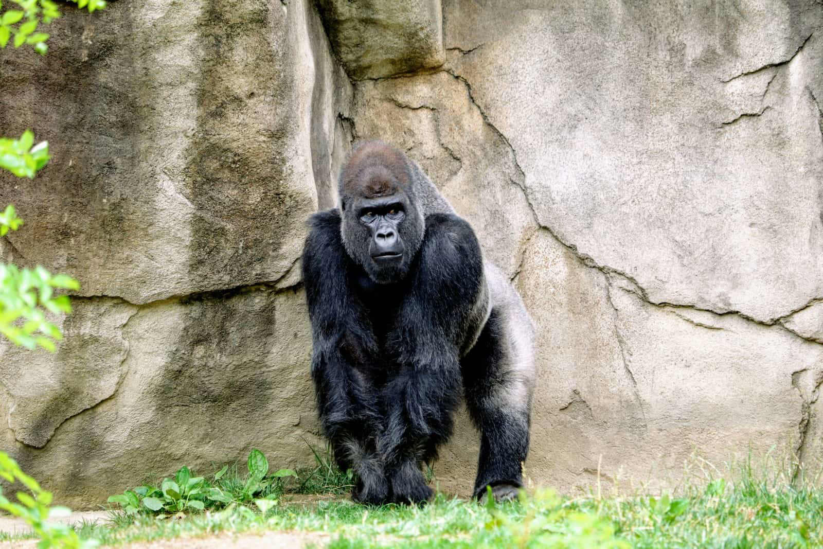 14 Times Animals Solved Problems Without Human Help 14 Times Animals Solved Problems Without Human Help