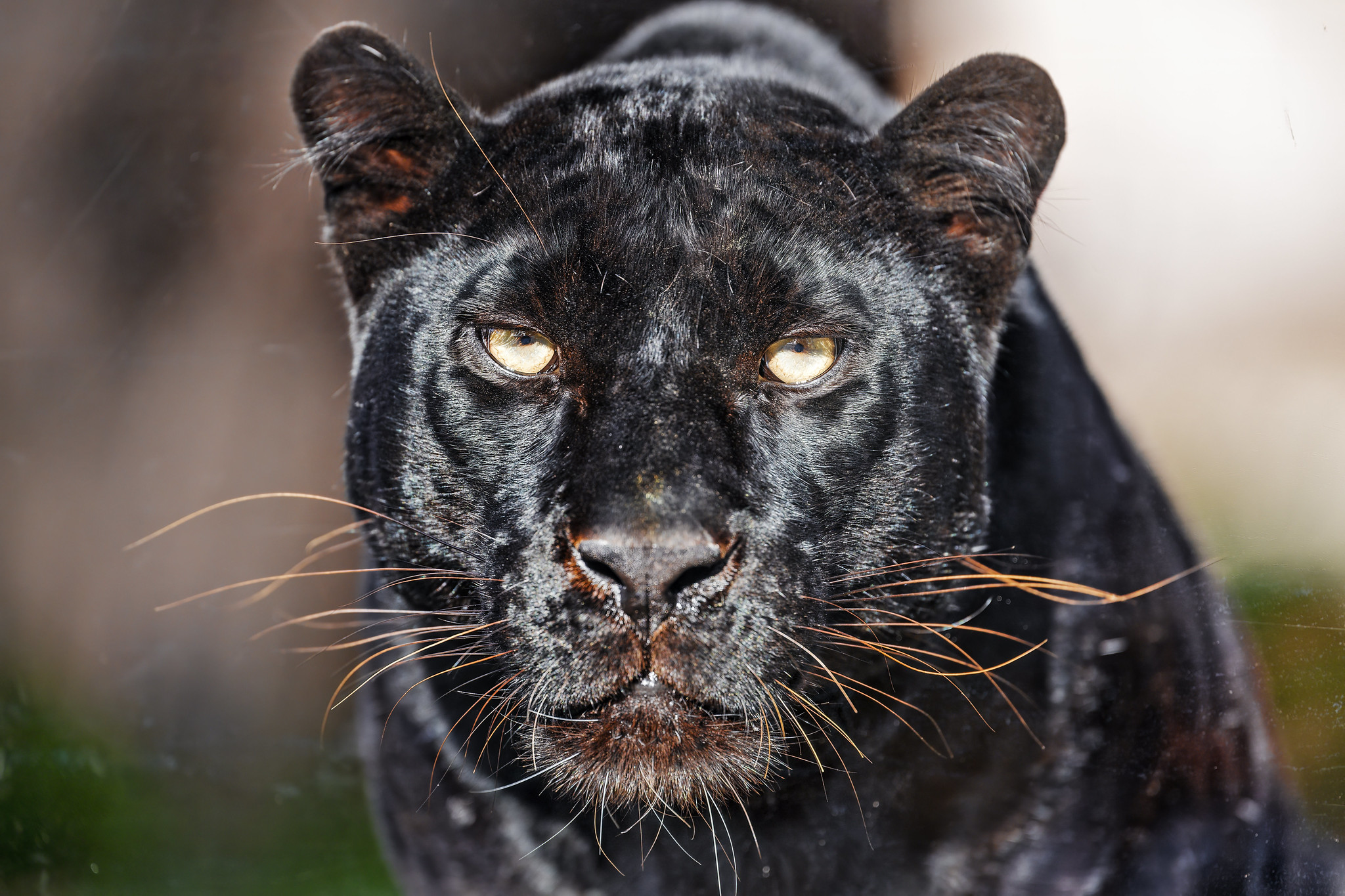 These Rare Animal Mutations Are Stranger Than Fiction