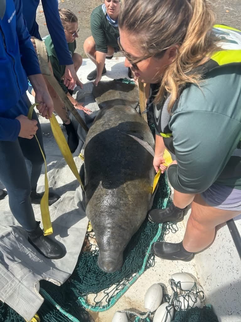 Saving our wildlife: Injured manatee rescued near Fort Myers Beach