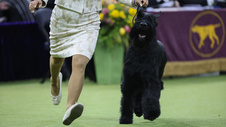 The Untold Truth Of Westminster 2025 Dog Show Winner Monty The Giant ...