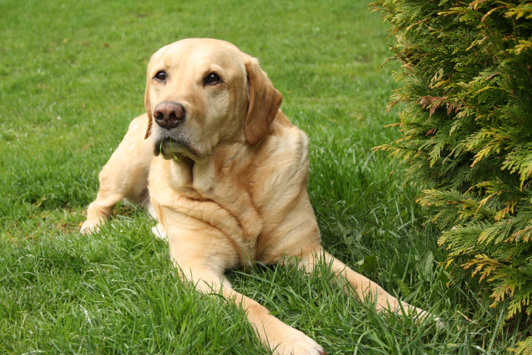 10 Supposedly Safe Dog Breeds That Actually Have the Most Attacks on People