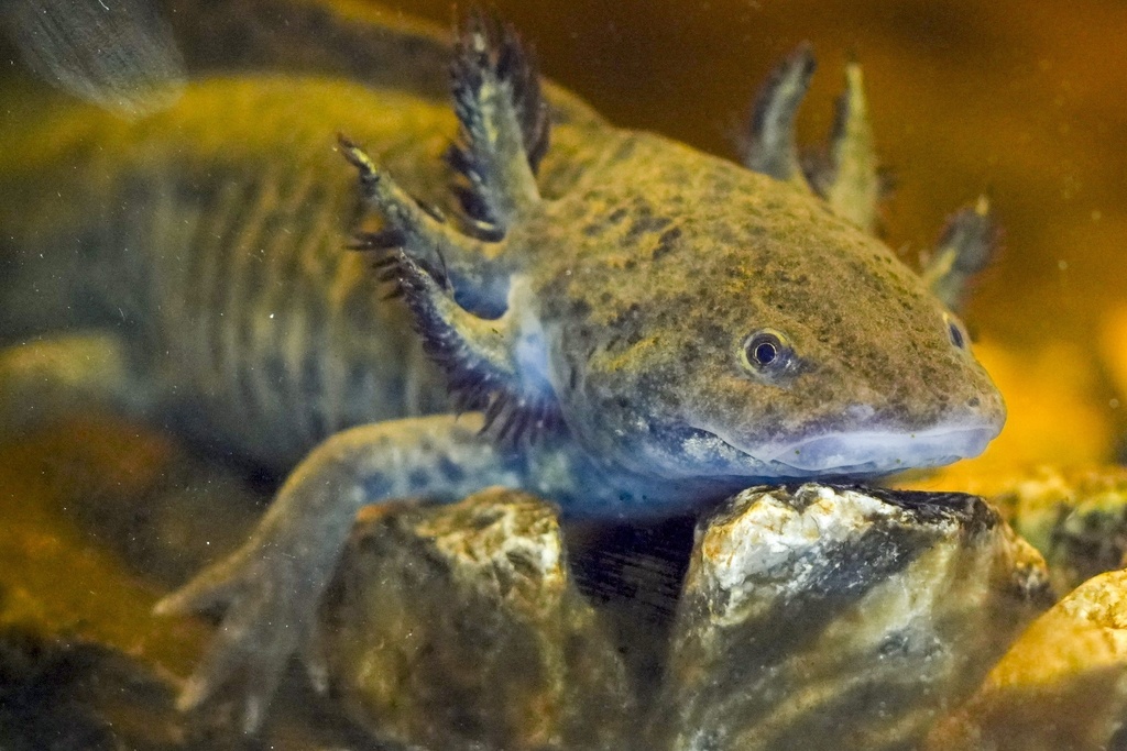 Ancient deity, pet and endangered species. Why is axolotl Mexico's most ...