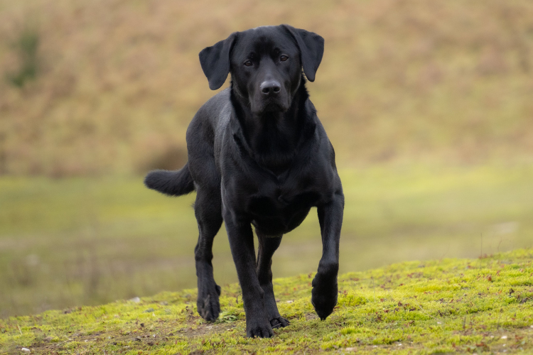 10 Supposedly Safe Dog Breeds That Actually Have the Most Attacks on People