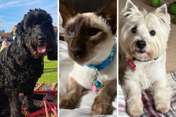 Chronicle readers share photos of beloved animals for National Love ...