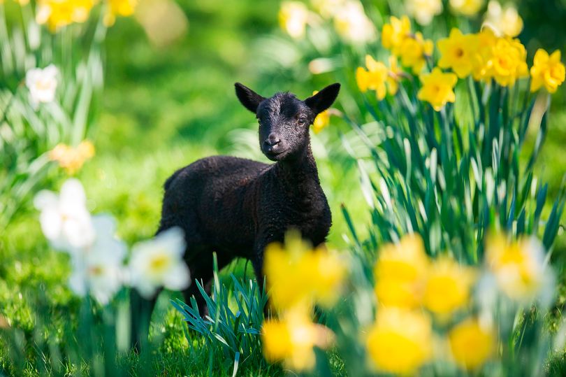 When does spring start 2025 and UK bank holiday dates in May