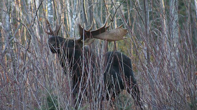Vt. wildlife officials recommend moose hunting permits remain level