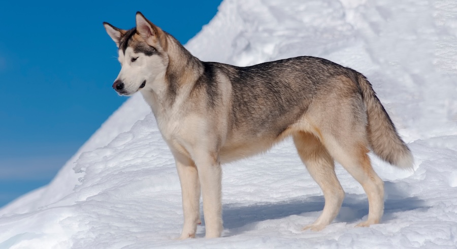Malamute: tutto quello che c’è da sapere sul cane dell’Alaska