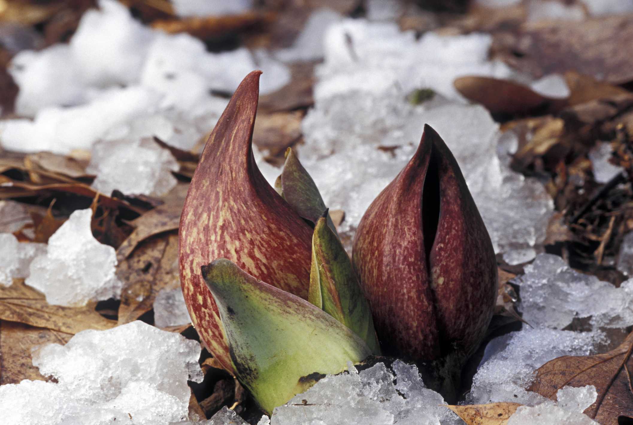 What is skunk cabbage? This stinky wildflower can actually help melt snow
