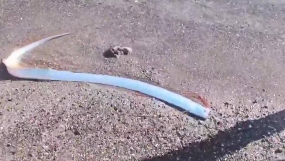 Bad news? "Disaster fish" washes up on beach