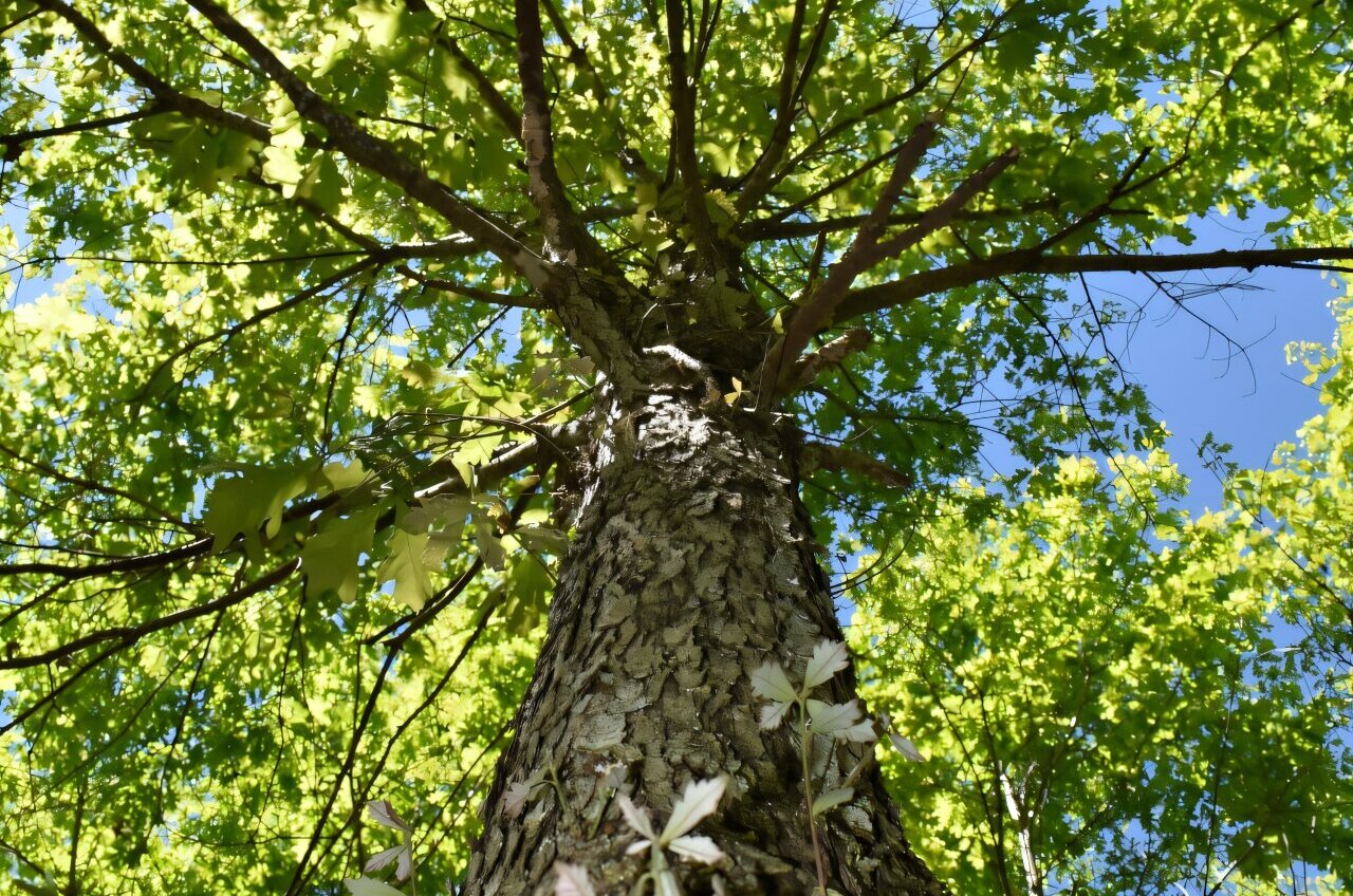 Scientists decode the DNA of one of America's most iconic trees, the ...