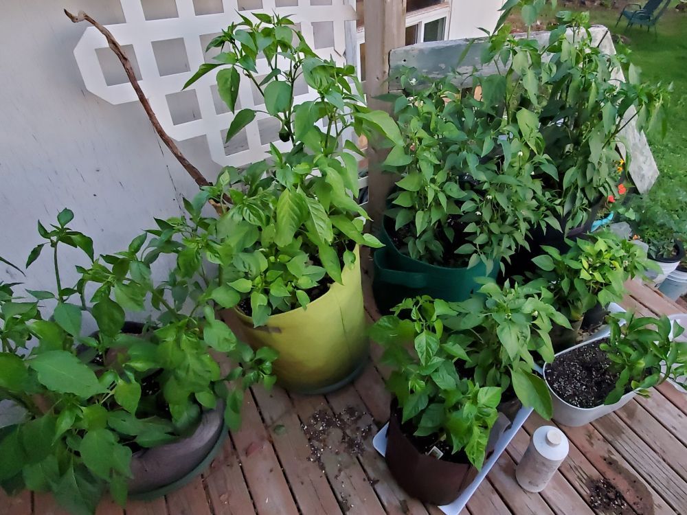 COLIN MACLEAN: Just plant a garden already