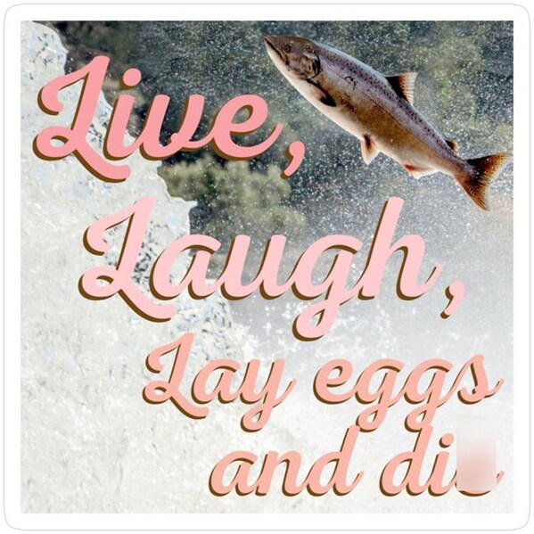 40 Funny Animal Memes That’ll Have You Howling With Laughter (February ...