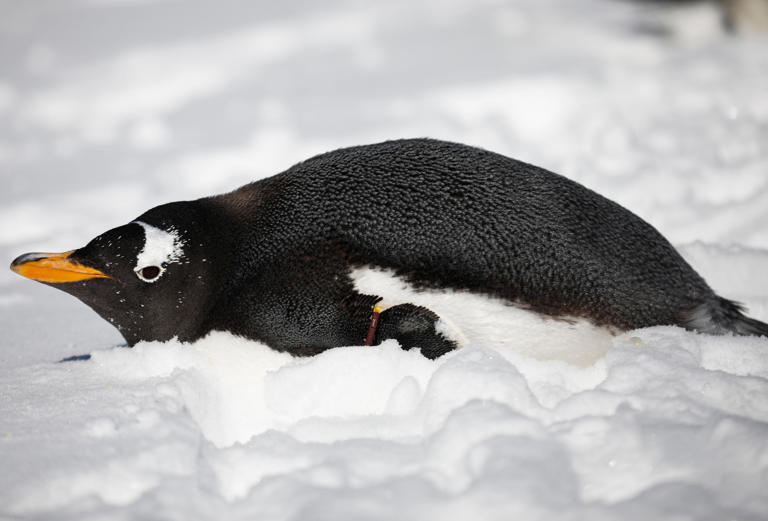 Wonders of Wildlife penguins bask in Springfield's snow, record ...