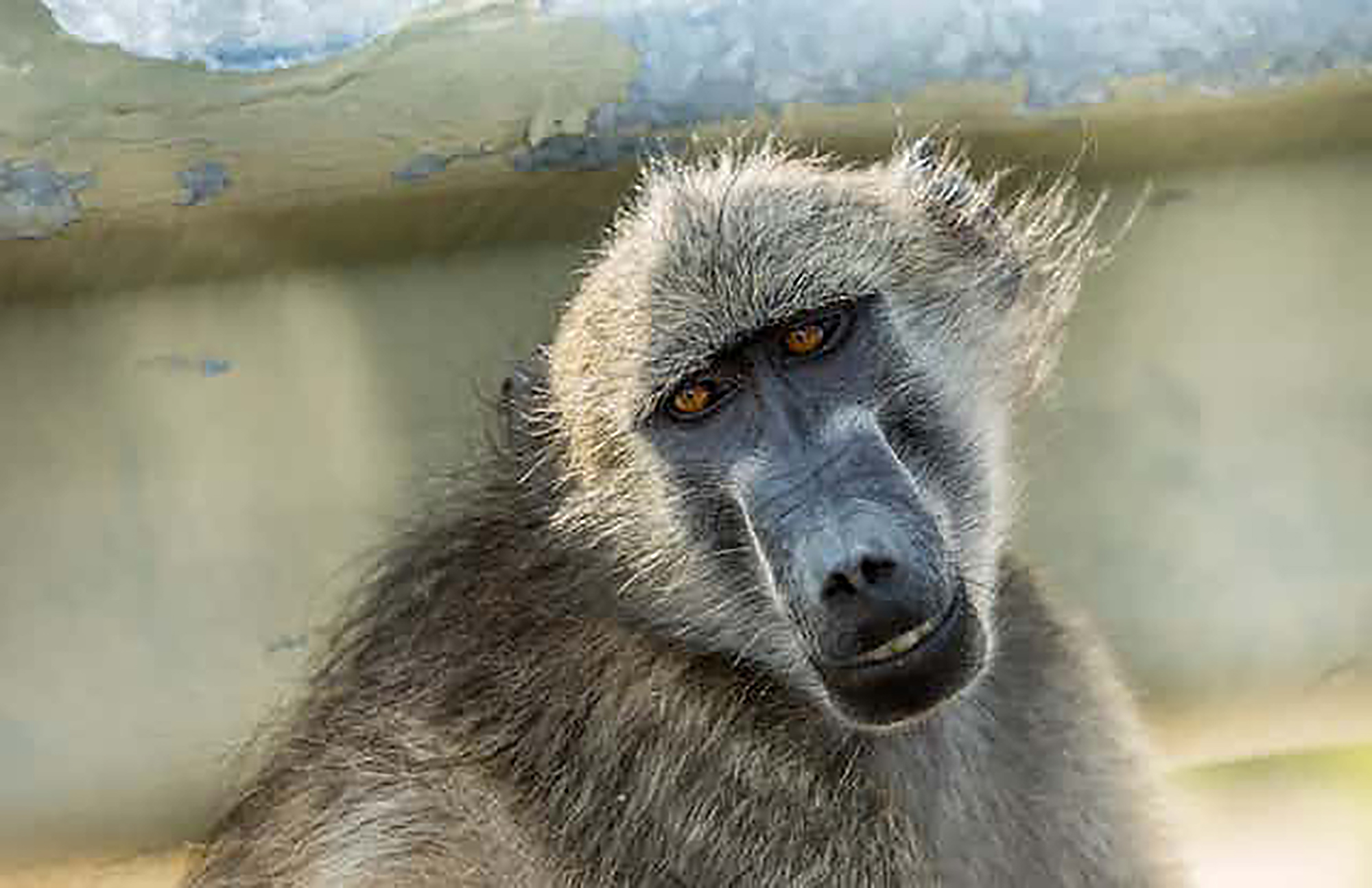 Baboons and human fear – a deep history behind the cruel attacks in ...