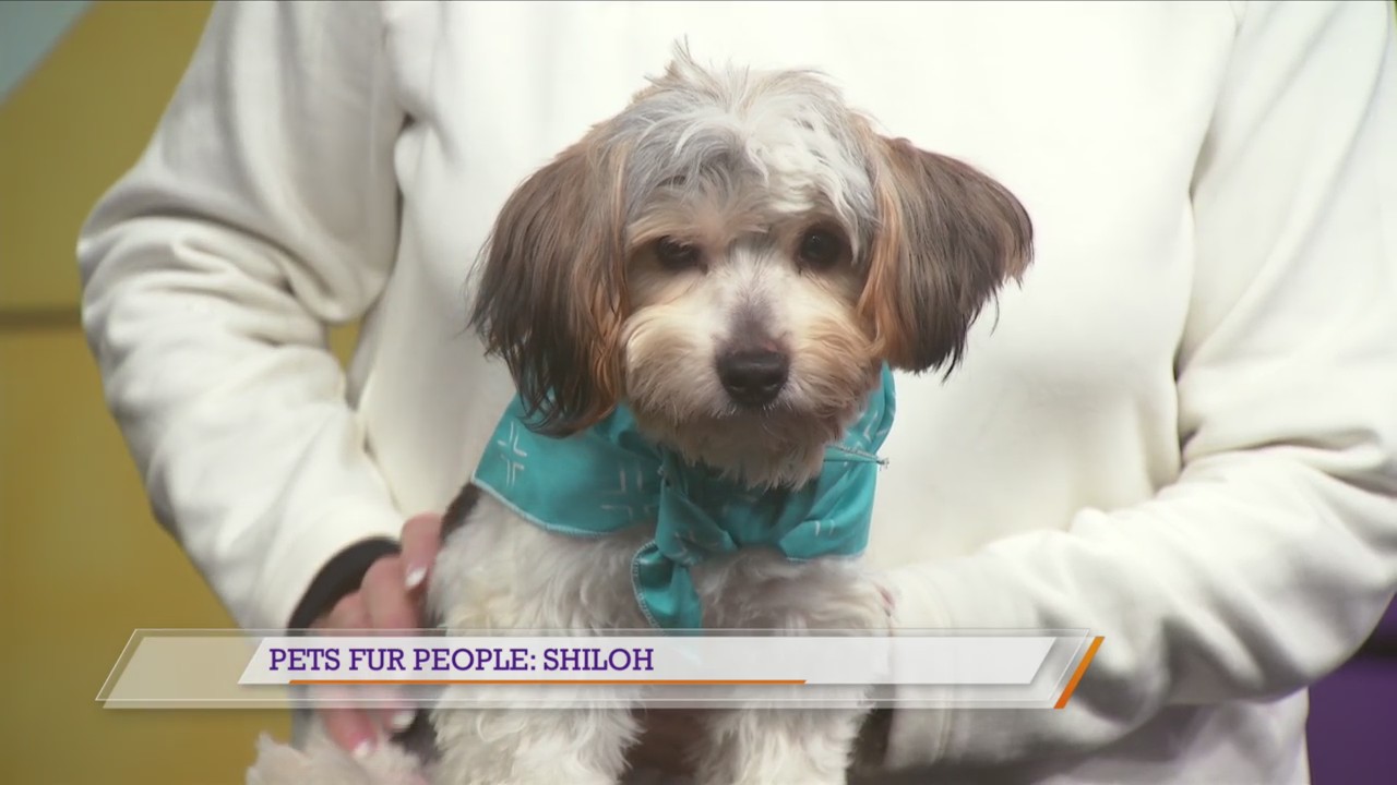 Pets Fur People: Meet Shiloh