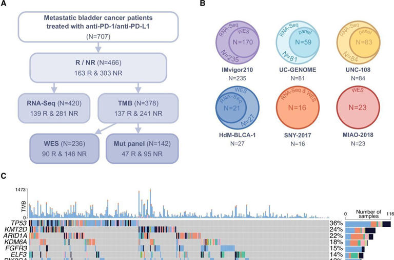 Massive data analysis advances understanding of how immunotherapy works